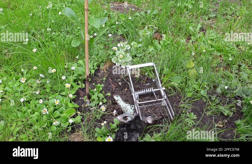 Animal pit trap Stock Videos & Footage - HD and 4K Video Clips - Alamy