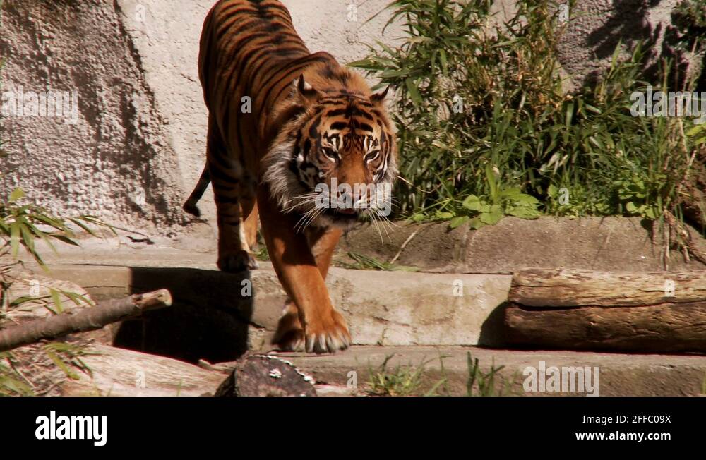 tiger walking Stock Video Footage - Alamy