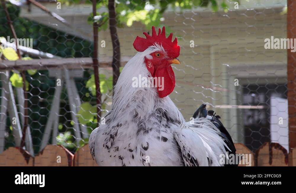 Traditional rooster Stock Videos & Footage - HD and 4K Video Clips - Alamy