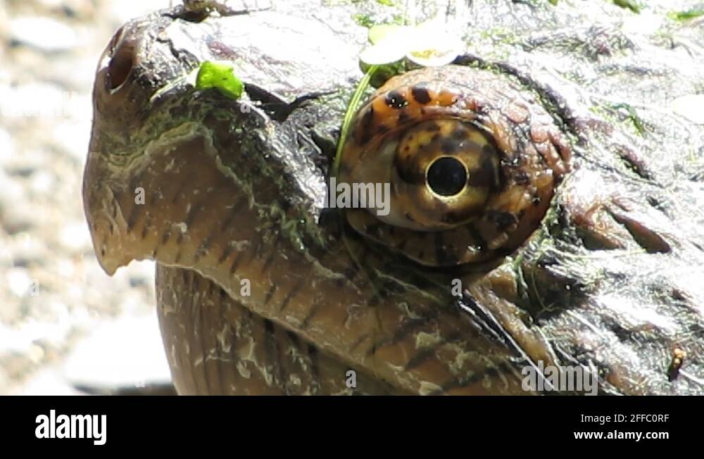 Common snapping turtles chelydra serpentina Stock Videos & Footage - HD ...