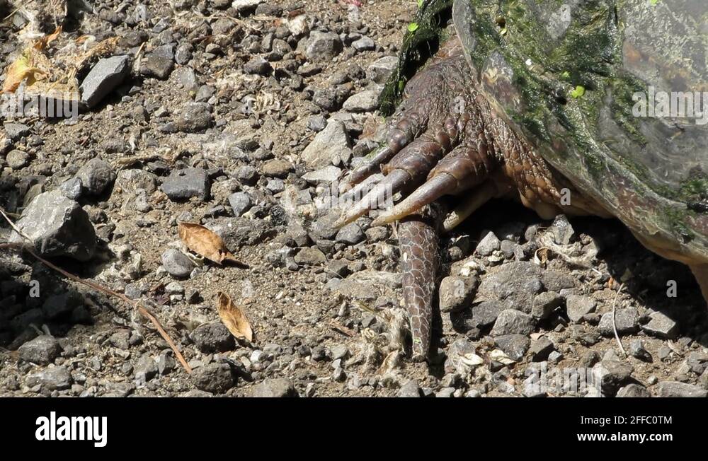 Claws and tail Stock Videos & Footage - HD and 4K Video Clips - Alamy