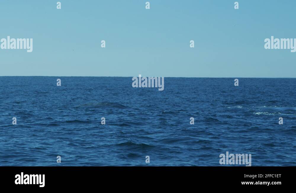 Fluke fish Stock Videos & Footage - HD and 4K Video Clips - Alamy