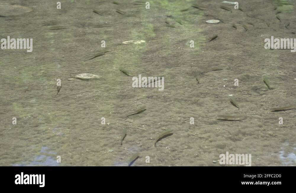 Maries waterfall Stock Videos & Footage - HD and 4K Video Clips - Alamy