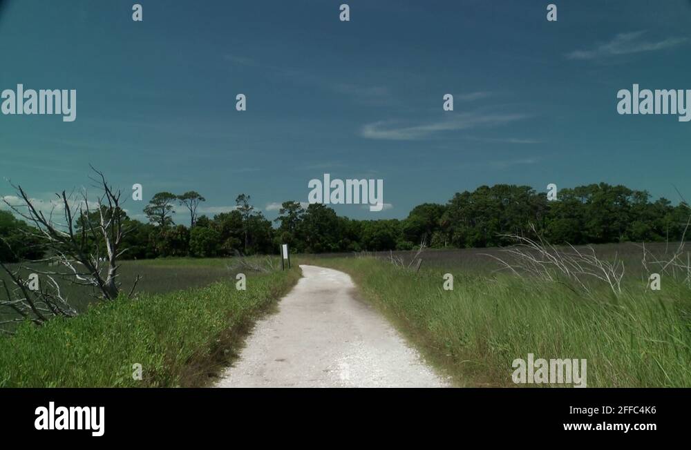 birds fly across tree line marsh foot path Stock Video Footage - Alamy