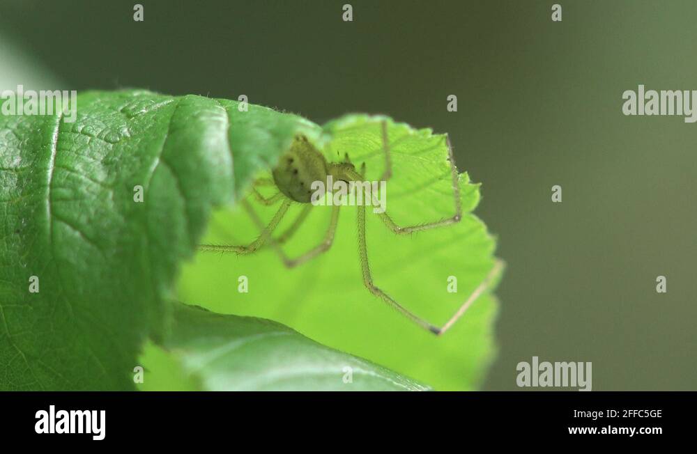 Spider leaf Stock Videos & Footage - HD and 4K Video Clips - Alamy
