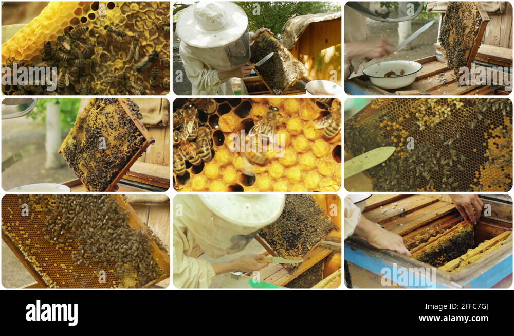 Insect collage Stock Videos & Footage - HD and 4K Video Clips - Alamy