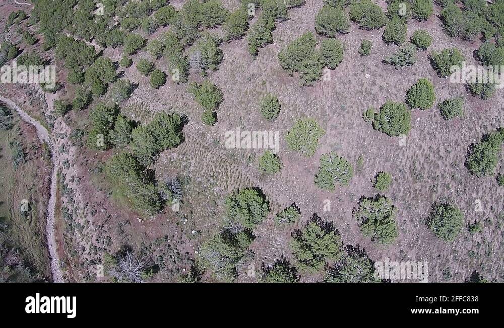Mountain cedar Stock Videos & Footage - HD and 4K Video Clips - Alamy
