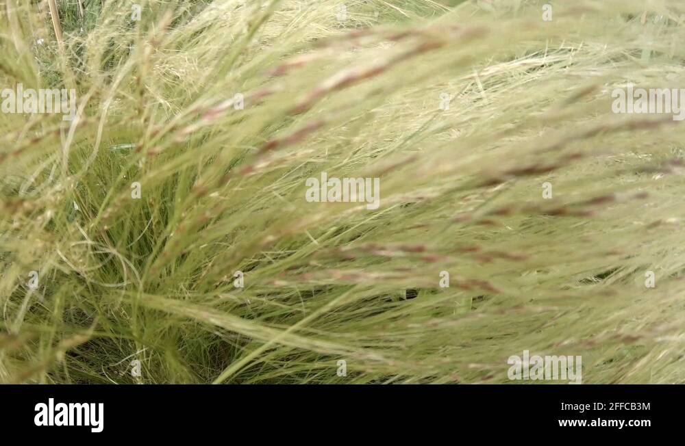 Grassy structure Stock Videos & Footage - HD and 4K Video Clips - Alamy