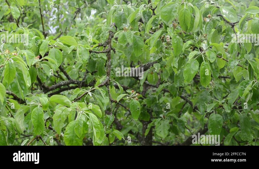 Decidious tree Stock Videos & Footage - HD and 4K Video Clips - Alamy