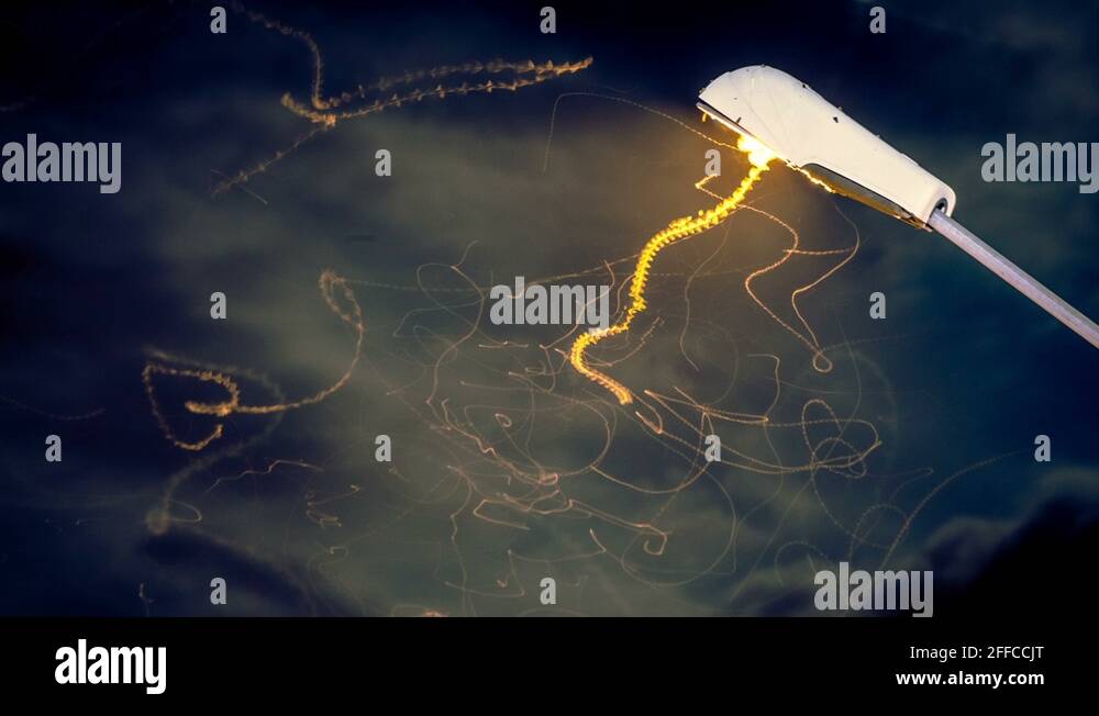 cockchafer bugs flying street light pole post timelapse Stock Video ...