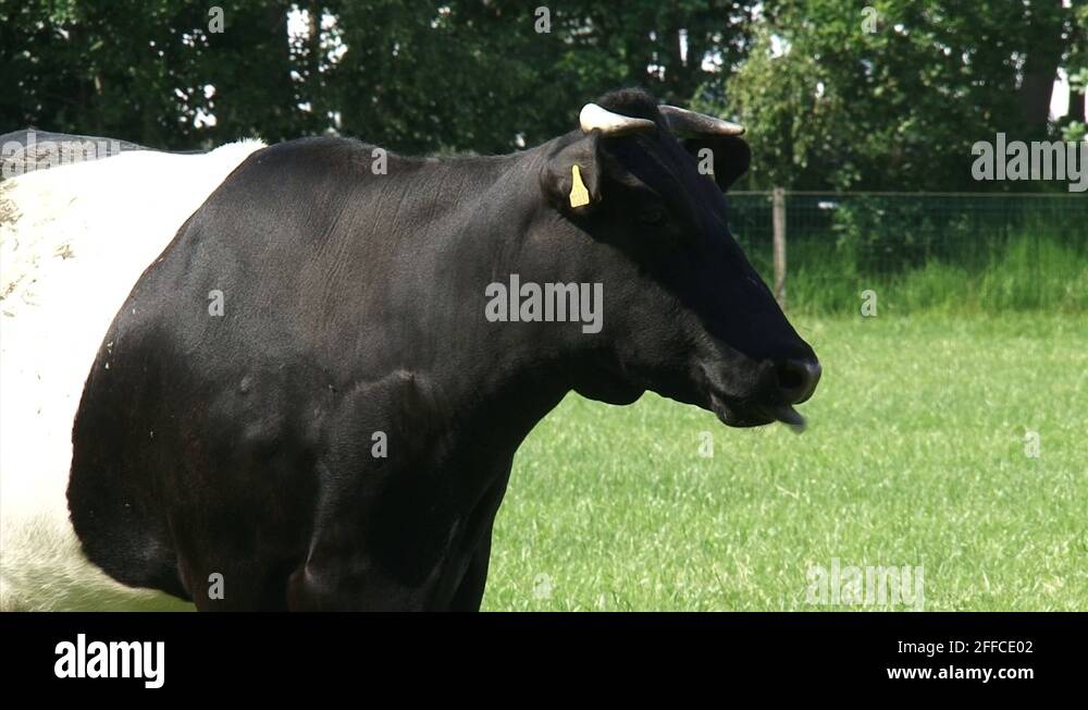 Dutch belted cow Stock Videos & Footage - HD and 4K Video Clips - Alamy