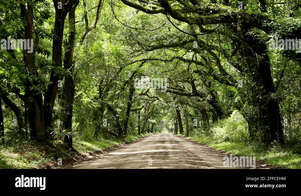 Oak tree arch Stock Videos & Footage - HD and 4K Video Clips - Alamy