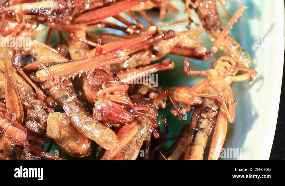 Fried insects Stock Videos & Footage - HD and 4K Video Clips - Alamy