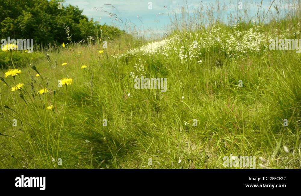 Hillside of wild flowers Stock Videos & Footage - HD and 4K Video Clips ...