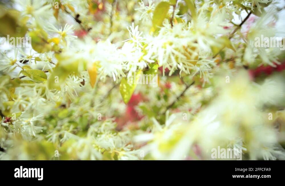 Botany of asia Stock Videos & Footage - HD and 4K Video Clips - Alamy