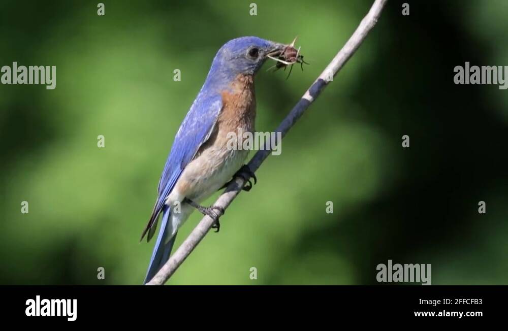 Male skipper Stock Videos & Footage - HD and 4K Video Clips - Alamy