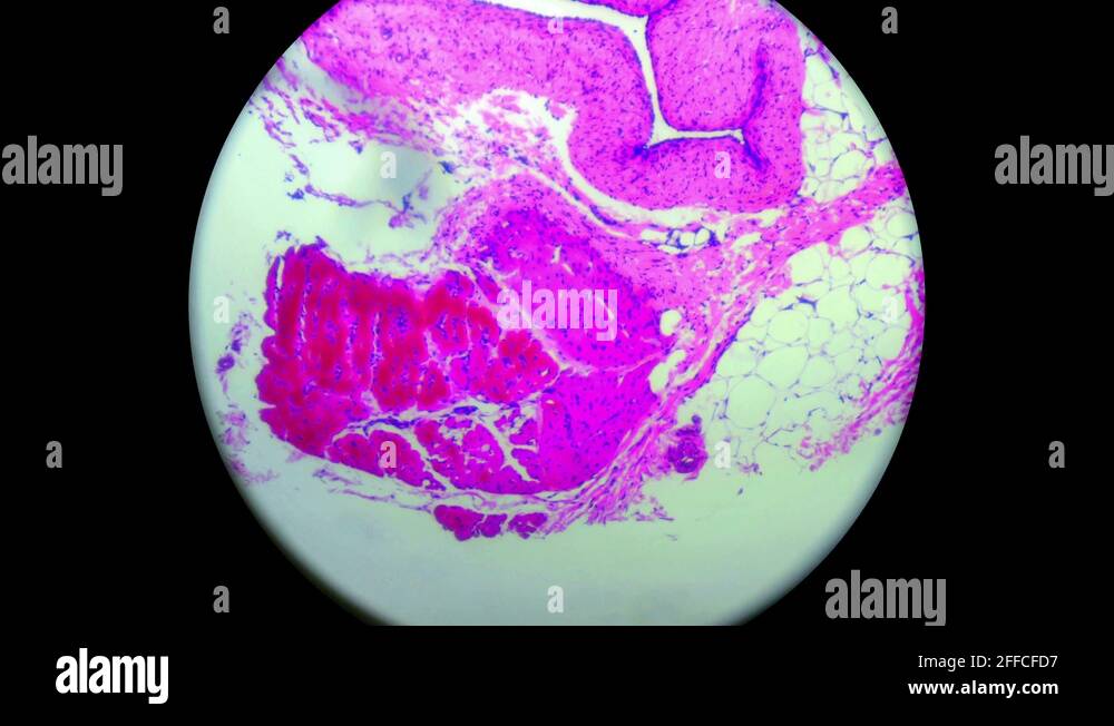Rabbit anatomy Stock Videos & Footage - HD and 4K Video Clips - Alamy
