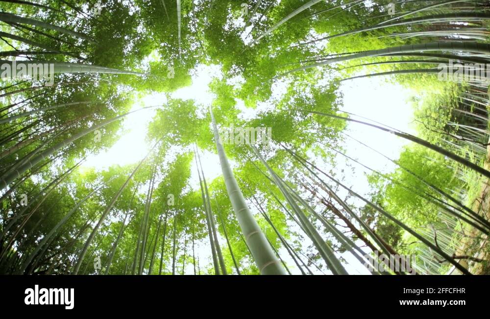 Japanese bamboo rainforest environment sunlight Arashiyama Kyoto Stock ...