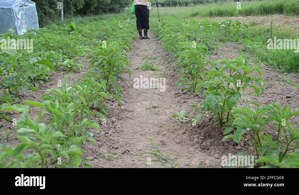 Vermin Stock Videos & Footage - HD and 4K Video Clips - Alamy
