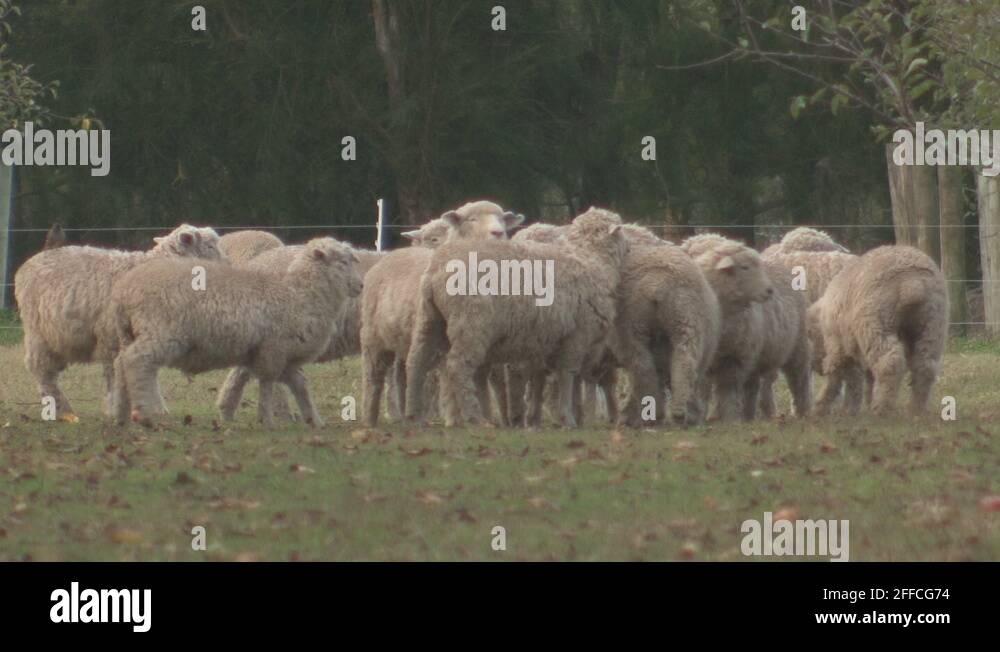 Flock of sheep Stock Videos & Footage - HD and 4K Video Clips - Alamy