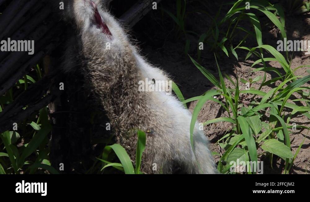 Dead rabbit body trapped on wattle, killed wild animal, flies on hare ...