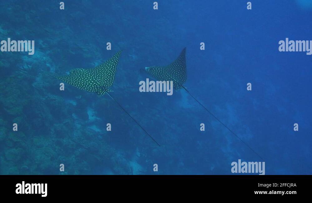 Stingray Stock Videos & Footage - HD and 4K Video Clips - Alamy