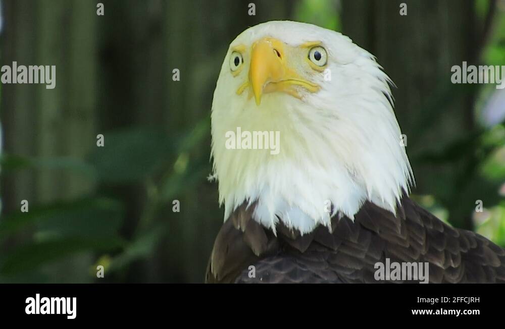 Bald eagle calling Stock Videos & Footage - HD and 4K Video Clips - Alamy