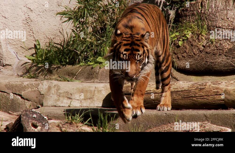 Tiger game Stock Videos & Footage - HD and 4K Video Clips - Alamy