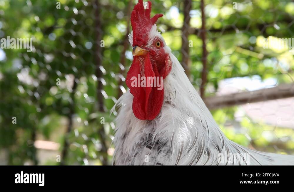 Farming fowl free range Stock Videos & Footage - HD and 4K Video Clips ...