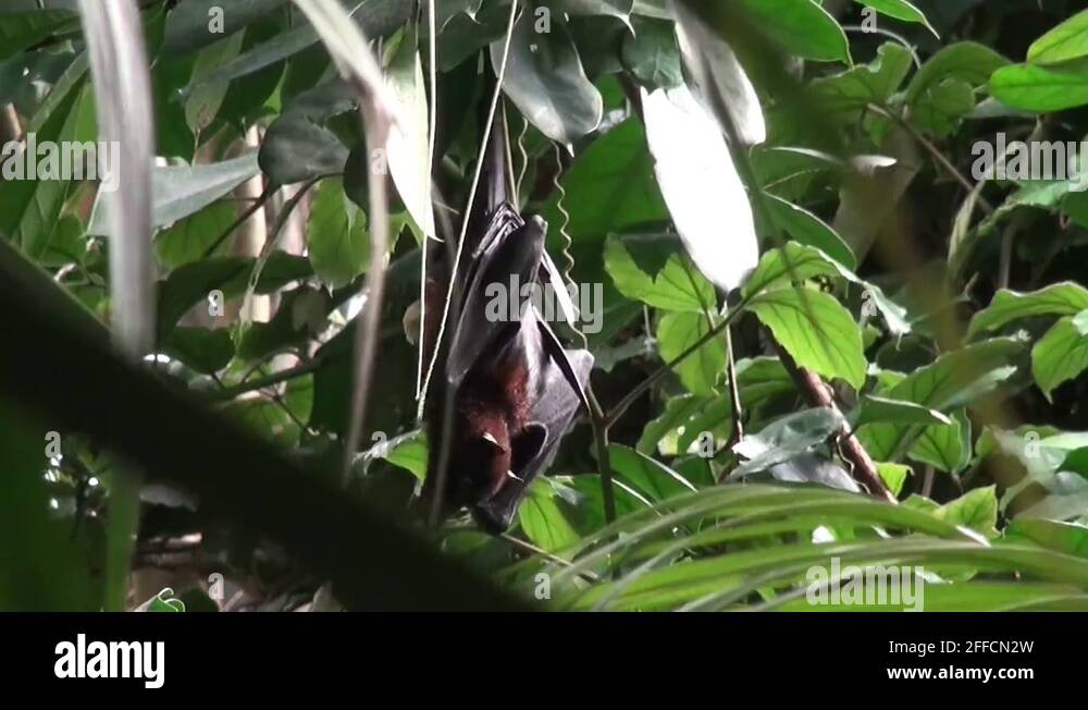 Megabat Stock Videos & Footage - HD and 4K Video Clips - Alamy