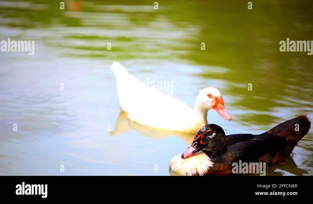One duck in focus Stock Videos & Footage - HD and 4K Video Clips - Alamy