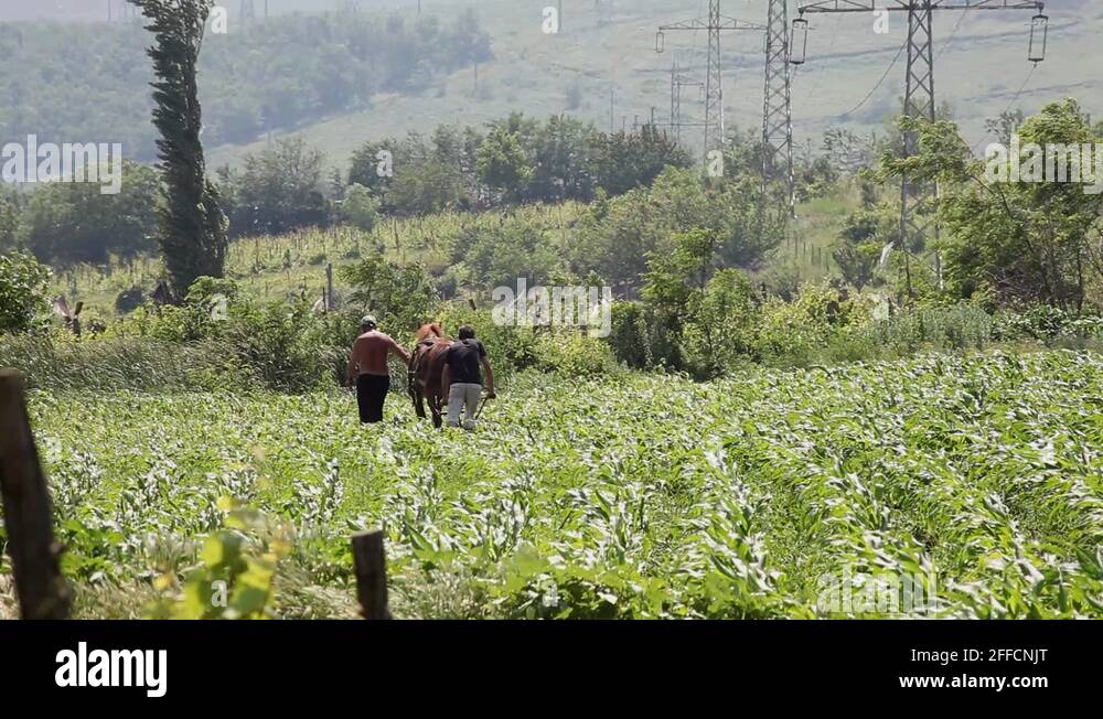 Corn farmers and farming Stock Videos & Footage - HD and 4K Video Clips ...