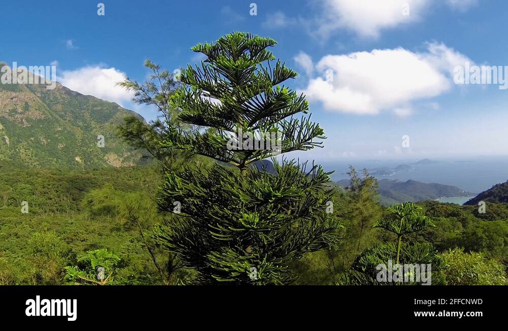 China fir tree Stock Videos & Footage - HD and 4K Video Clips - Alamy
