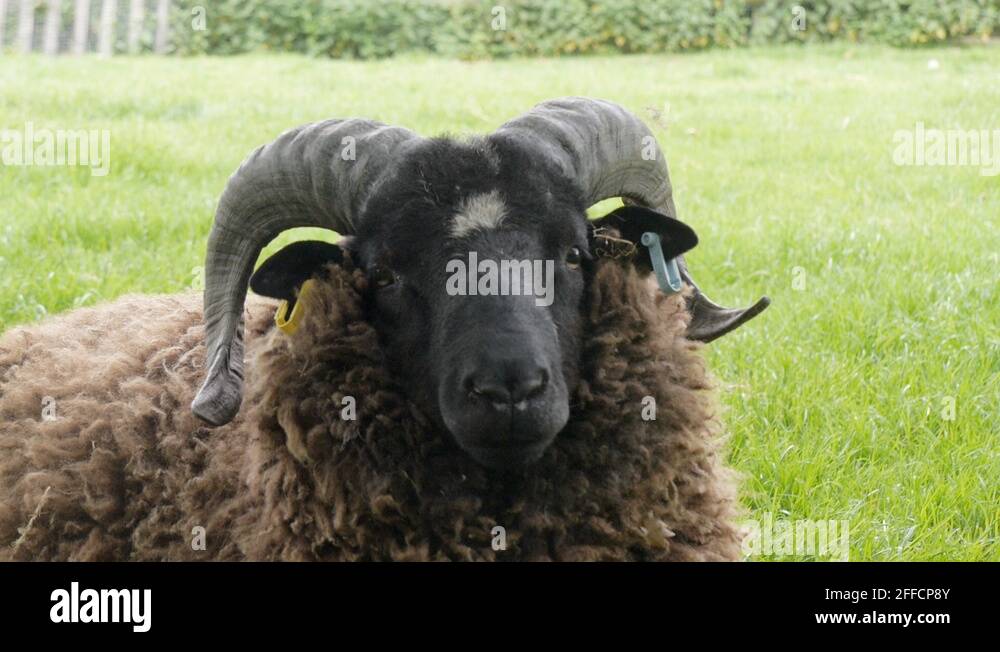 English ram Stock Videos & Footage - HD and 4K Video Clips - Alamy
