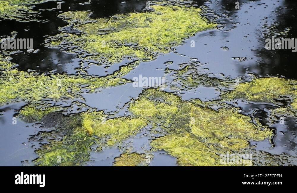 Gunge slime Stock Videos & Footage - HD and 4K Video Clips - Alamy