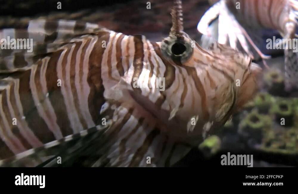 Wild zebra fish Stock Videos & Footage - HD and 4K Video Clips - Alamy