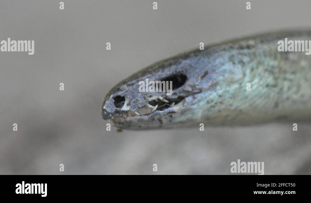 Dry dead snake head Stock Video Footage - Alamy