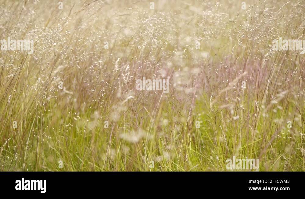 Ripe grass Stock Videos & Footage - HD and 4K Video Clips - Alamy