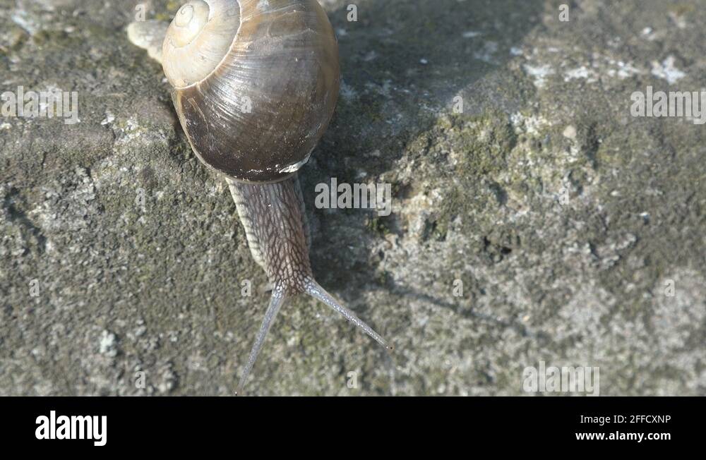 Animal antenna Stock Videos & Footage - HD and 4K Video Clips - Alamy