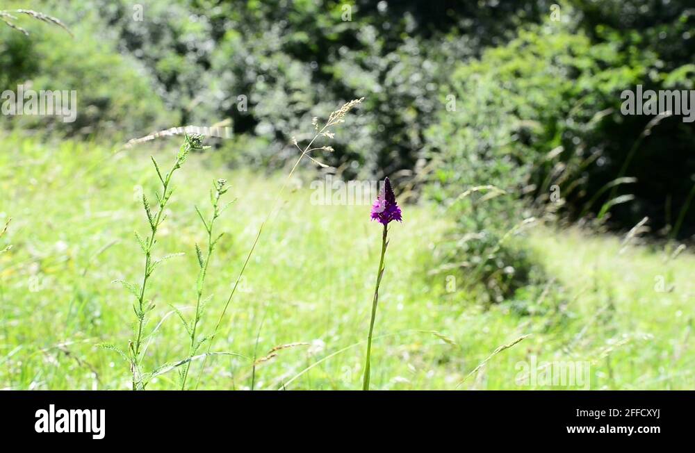 Flower pyramid flower pyramid flower pyramid Stock Videos & Footage ...