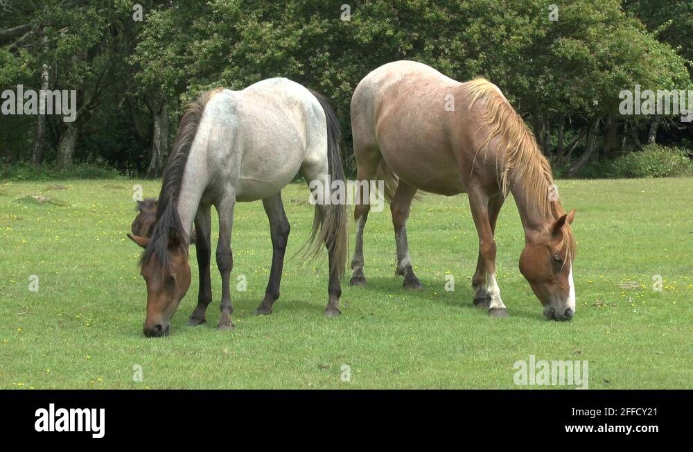 Two new forest Stock Videos & Footage - HD and 4K Video Clips - Alamy