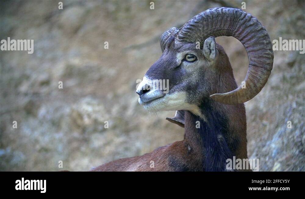 Wild animal horns Stock Videos & Footage - HD and 4K Video Clips - Alamy