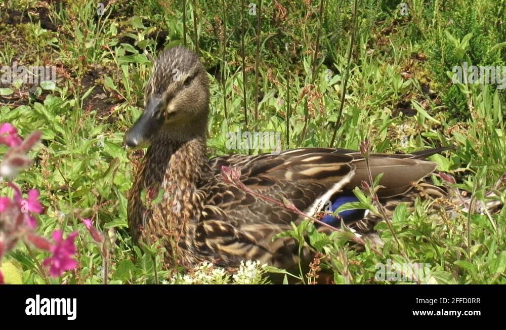 Female duck in wetlands Stock Videos & Footage - HD and 4K Video Clips ...