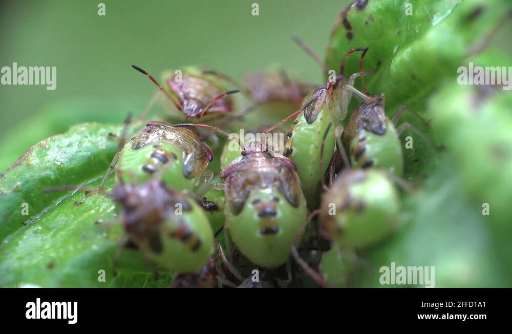 Pentatomidae beetle Shield bugs macro HD Stock Video Footage - Alamy