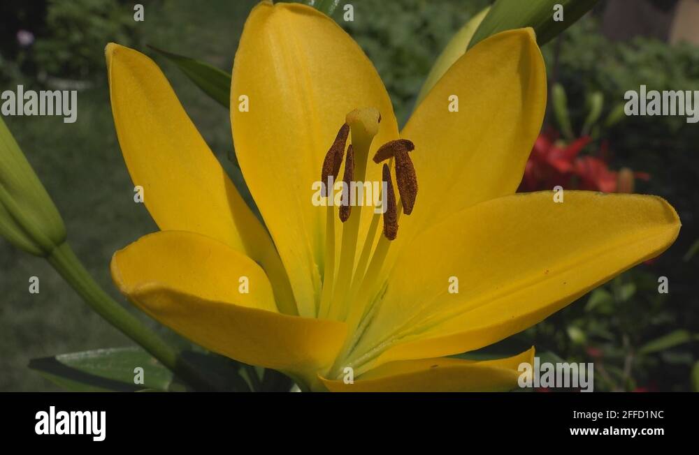 Beautiful big yellow flower Stock Videos & Footage - HD and 4K Video ...