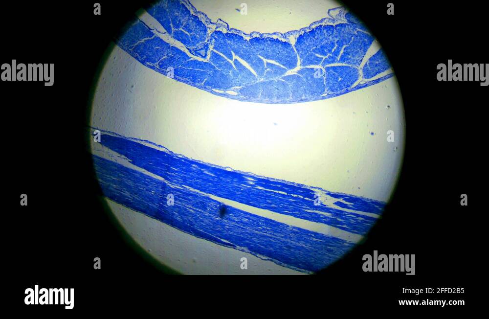 Dog Skeletal Muscle 400x 800x 1000x 2000x Stock Video Footage - Alamy