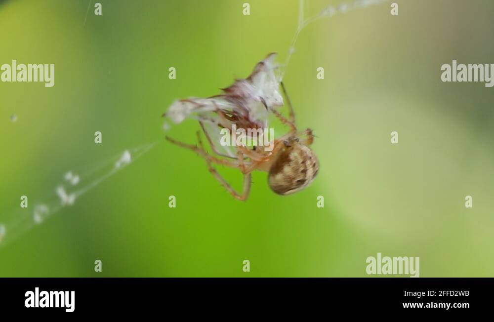 Spider ant Stock Videos & Footage - HD and 4K Video Clips - Alamy