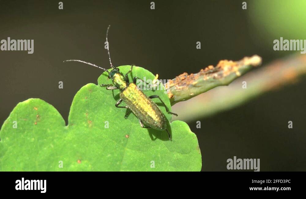 Insect green wings Stock Videos & Footage - HD and 4K Video Clips - Alamy