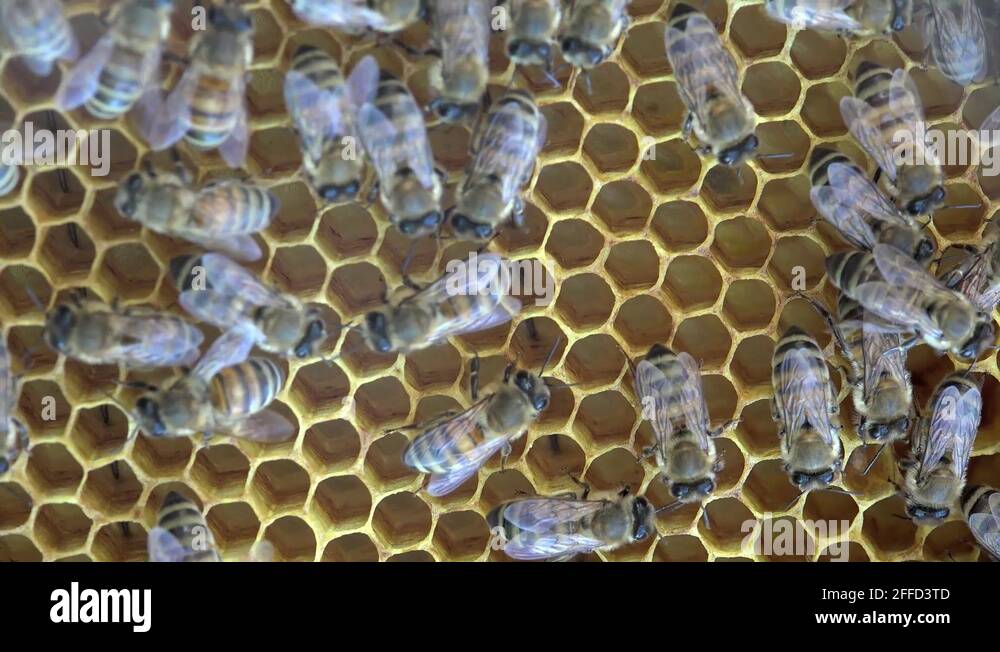Bees in front of honeycomb beehive, insects, garden, HD Stock Video ...