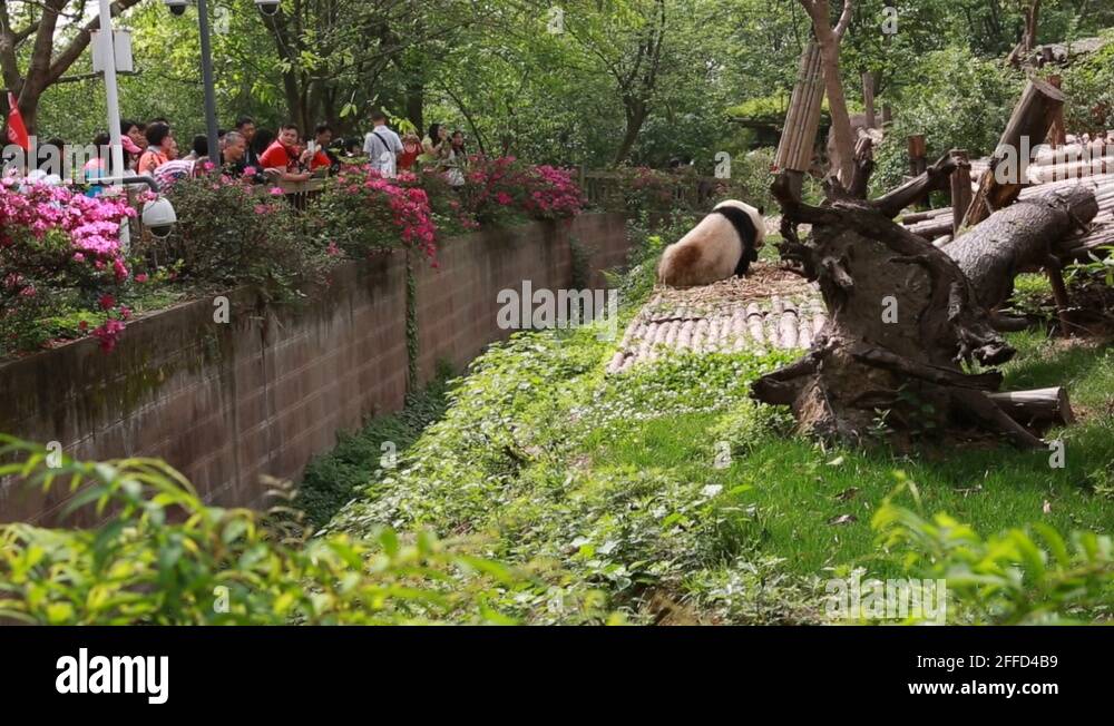 Chinese breeding Stock Videos & Footage - HD and 4K Video Clips - Alamy